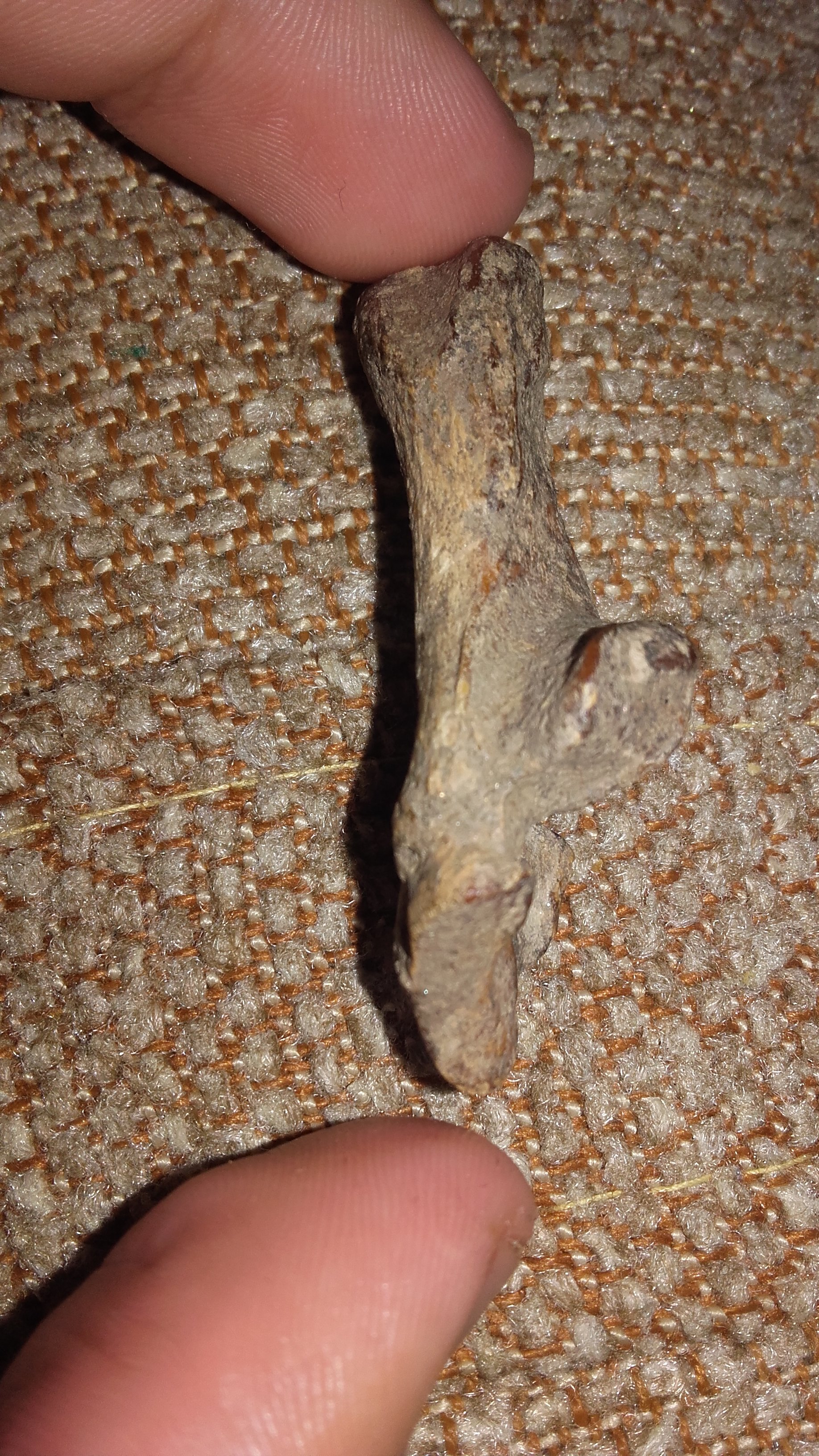 Capreolus/Ovis/Carpa Calcaneus bone ID - Fossil ID - The Fossil Forum