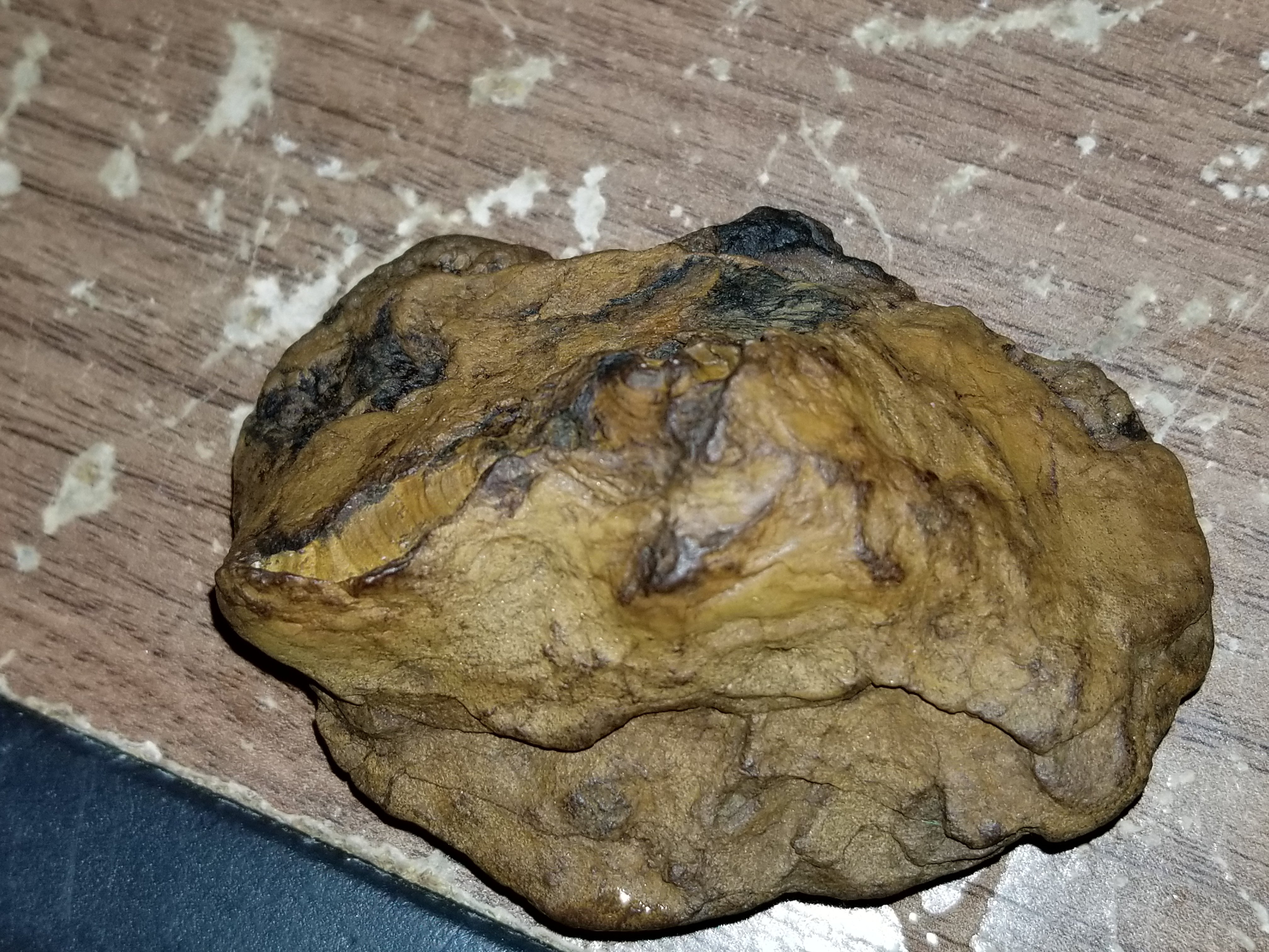 Incredible Seed Pod From Carboniferous Southern WV - Fossil ID - The ...