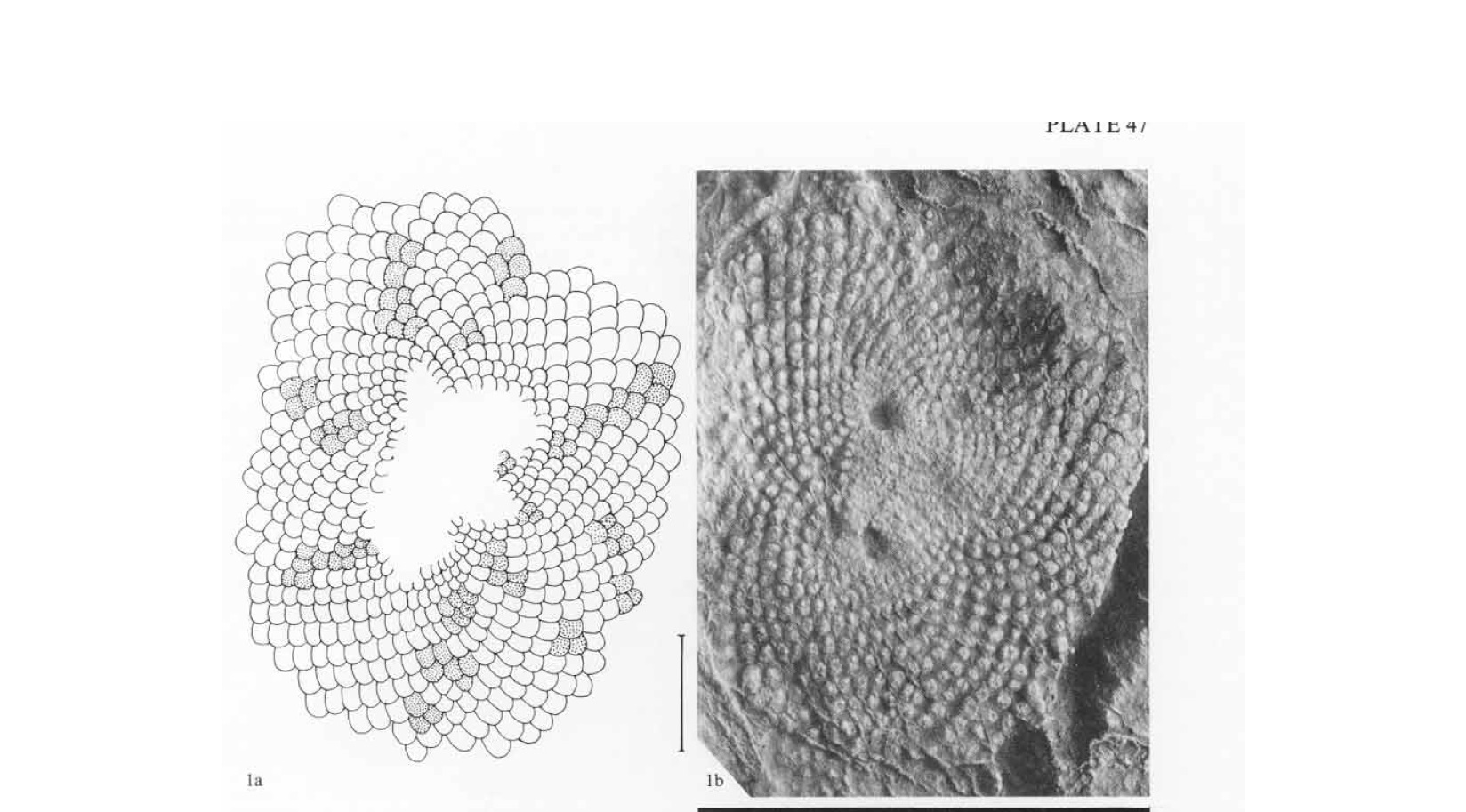 Fossil or not? - Fossil ID - The Fossil Forum