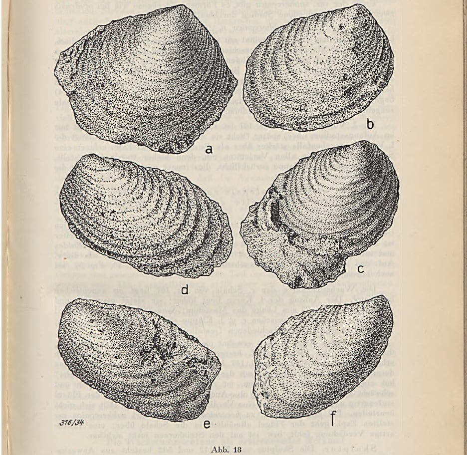 Is this Inoceramus labiatus? - Fossil ID - The Fossil Forum