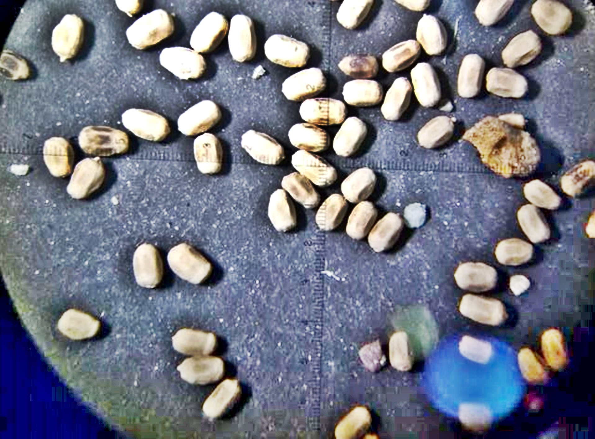 What is this seed looking fossil? - Fossil ID - The Fossil Forum