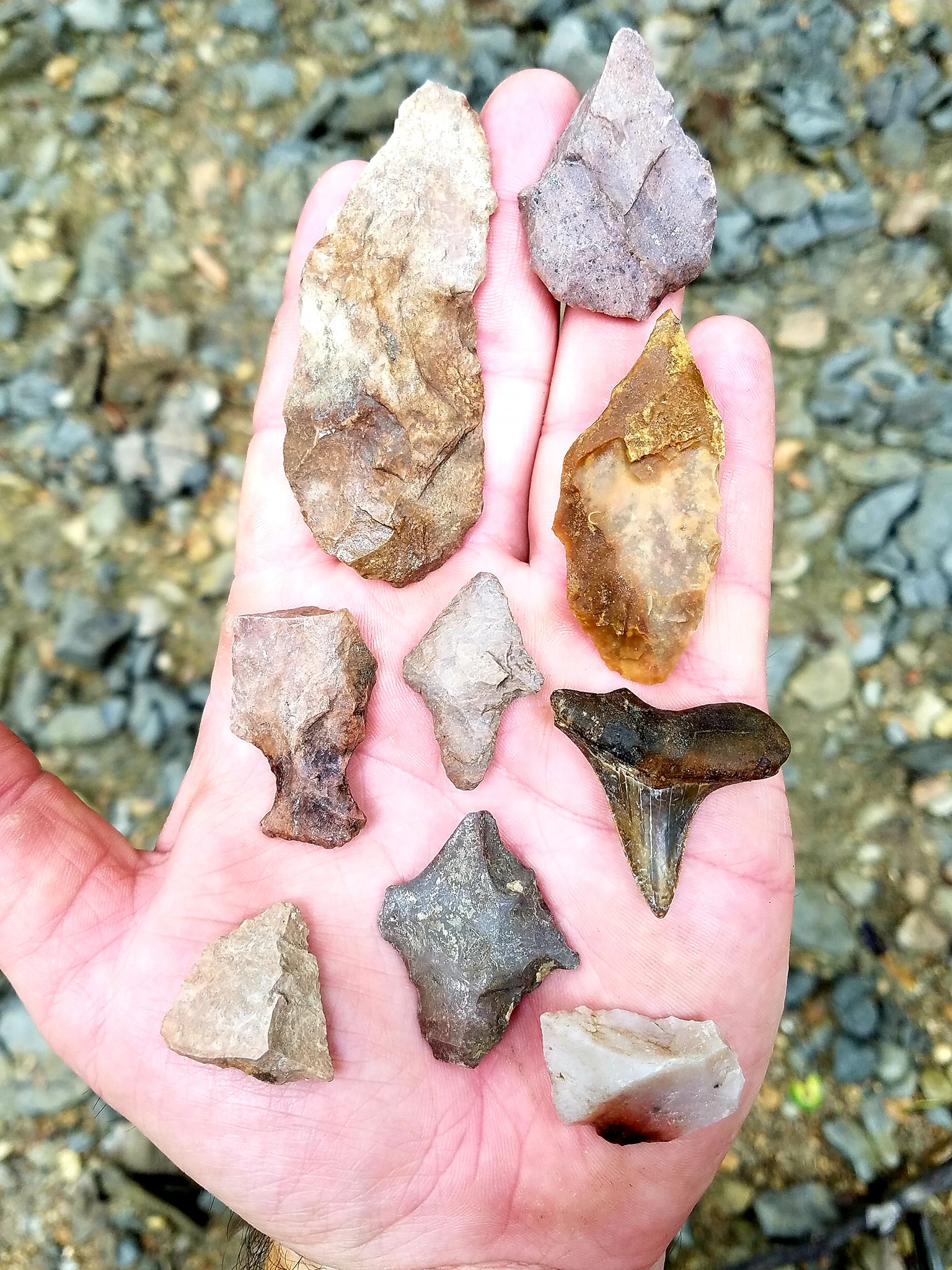 Morning Northeast Texas Creek Hunt! - Fossil Hunting Trips - The Fossil ...