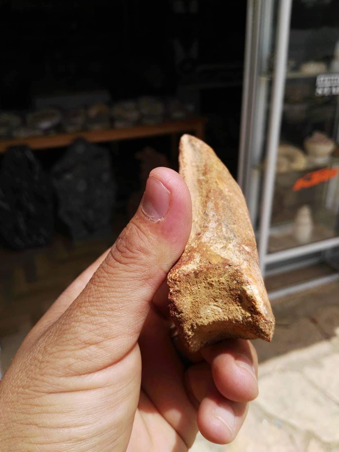 Moroccan Claw - Is It Real? How to Recognize Fossil Fabrications - The ...