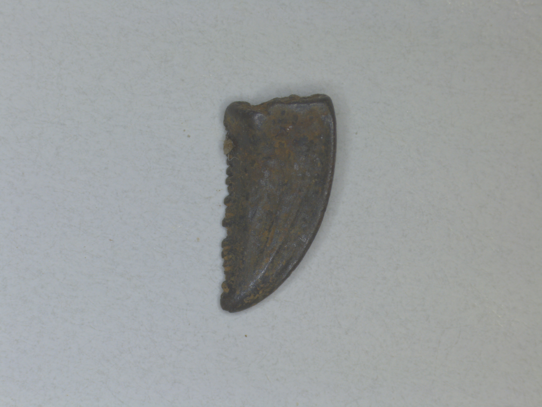 Theropod Teeth and Claw Segment - Fossil ID - The Fossil Forum