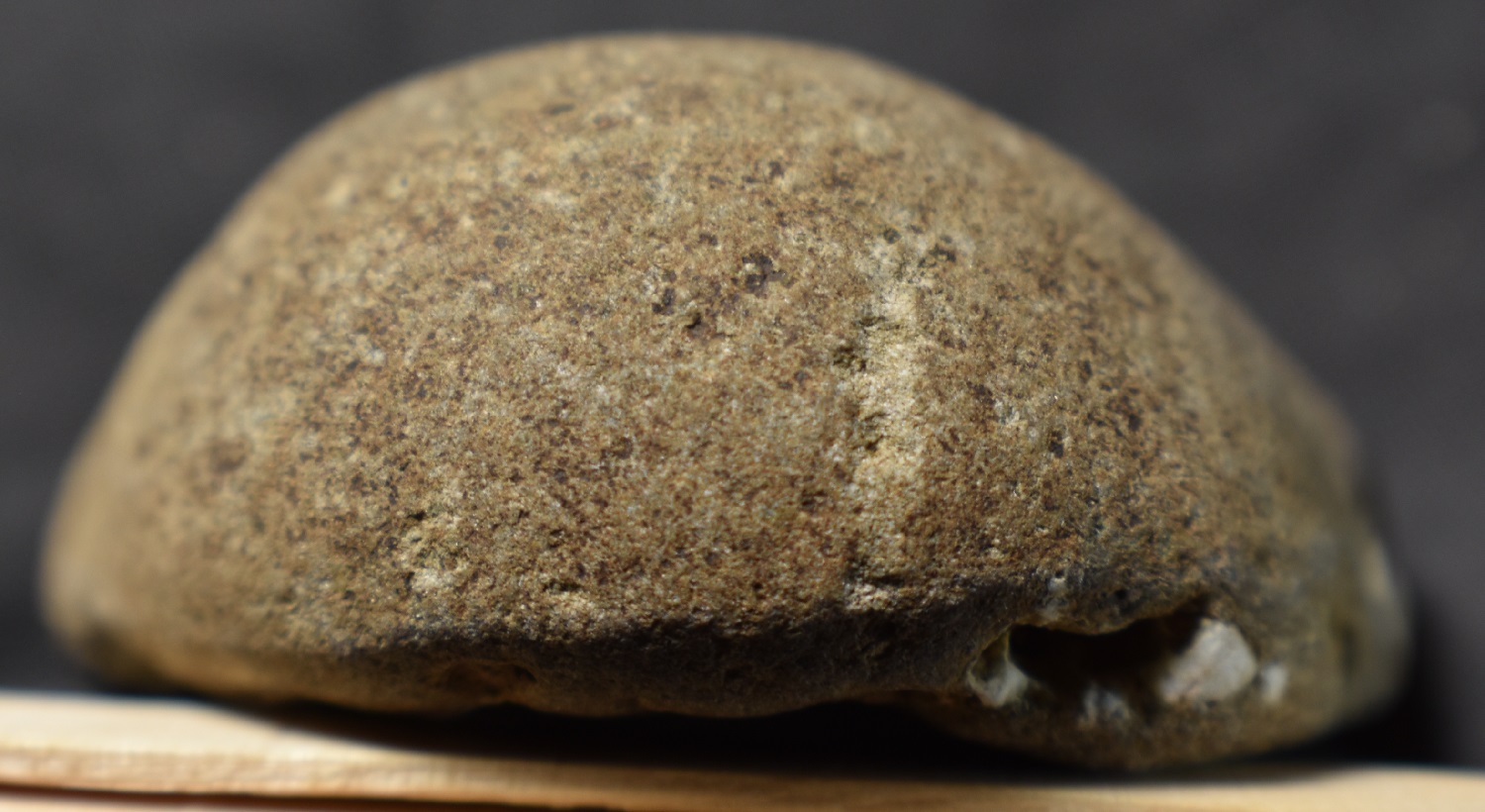 Maybe clam steinkern - Fossil ID - The Fossil Forum