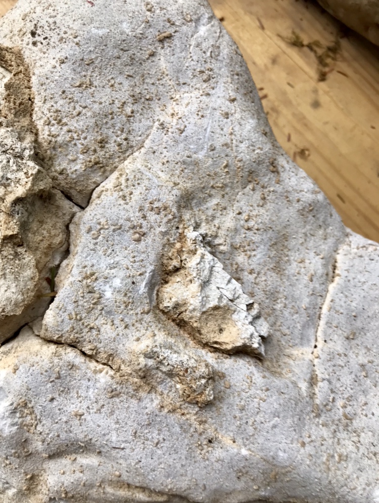White Rock - Fossil ID - The Fossil Forum