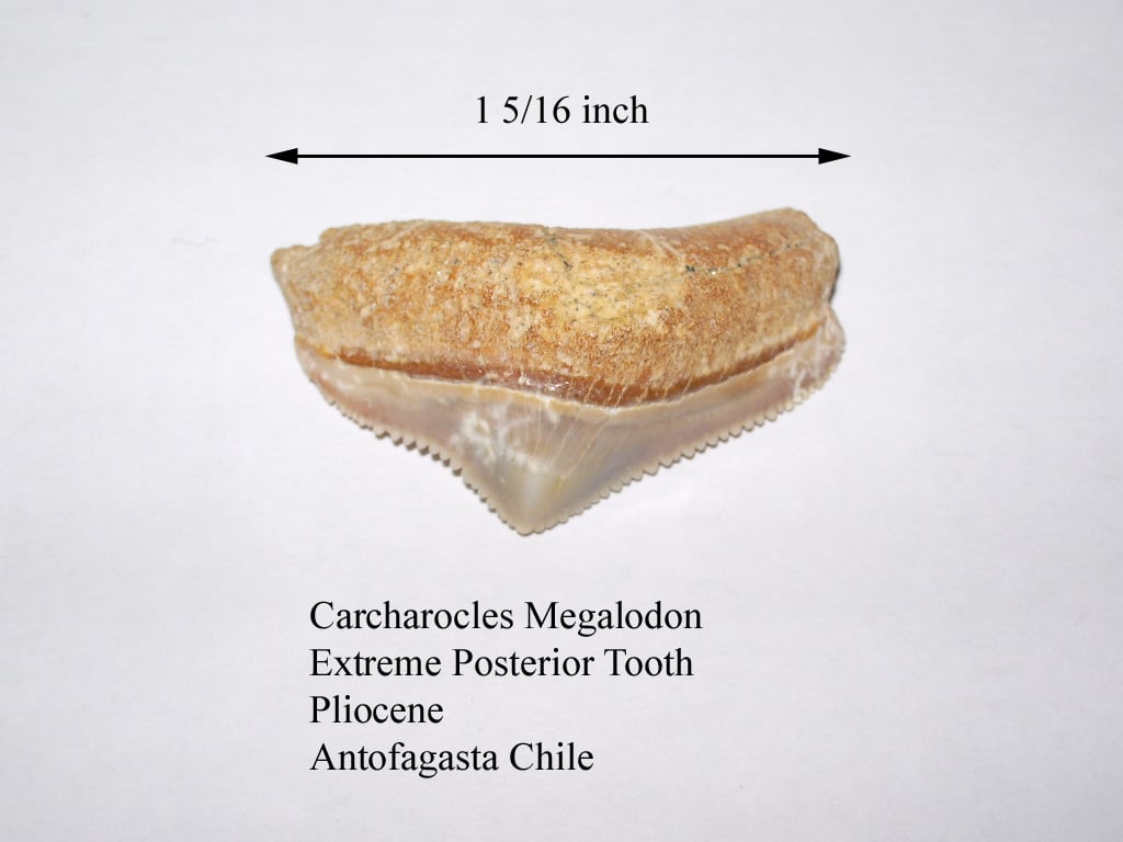 Extreme posterior shark teeth! - Page 3 - Member Collections - The ...