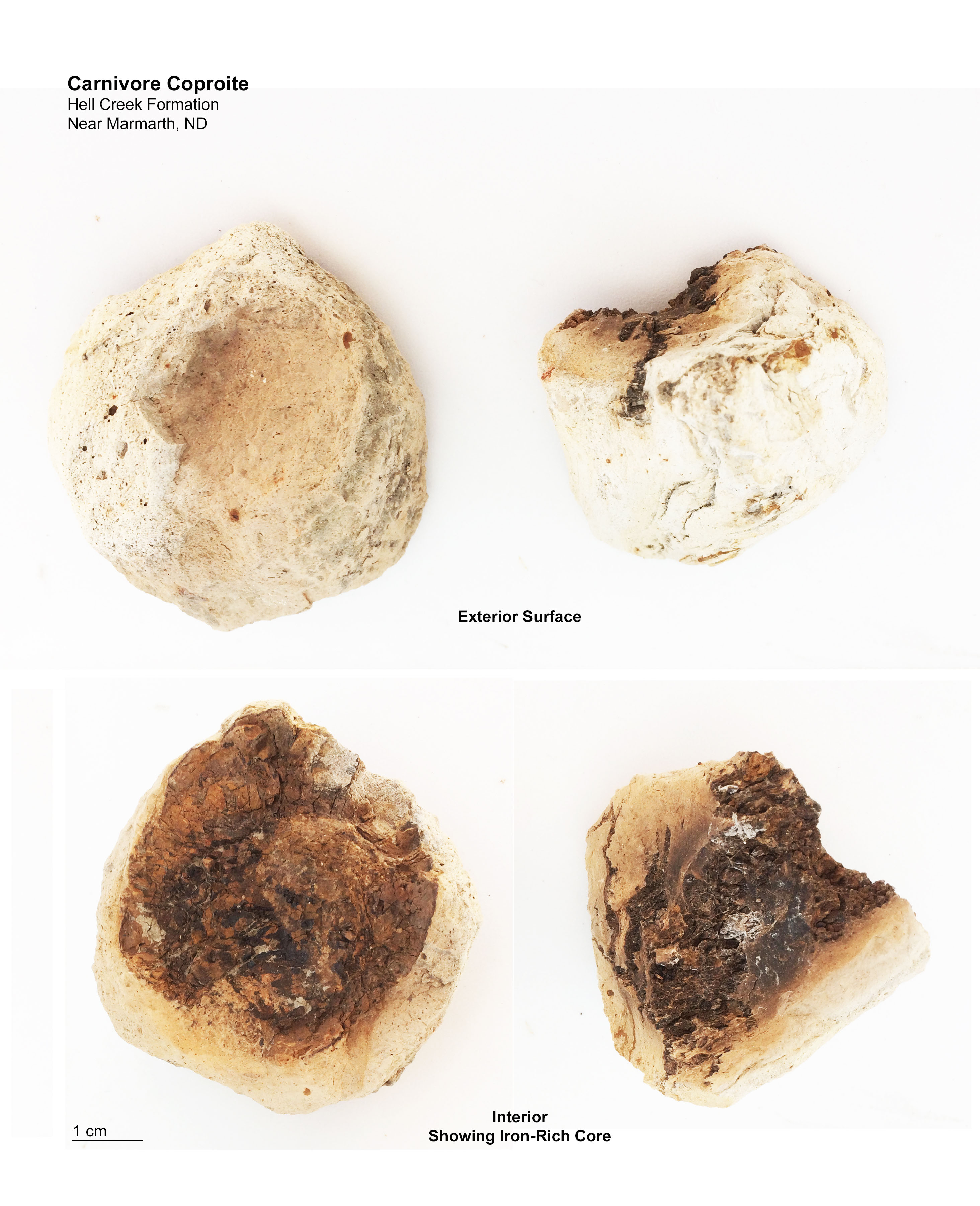 bone or no bone? - Fossil ID - The Fossil Forum