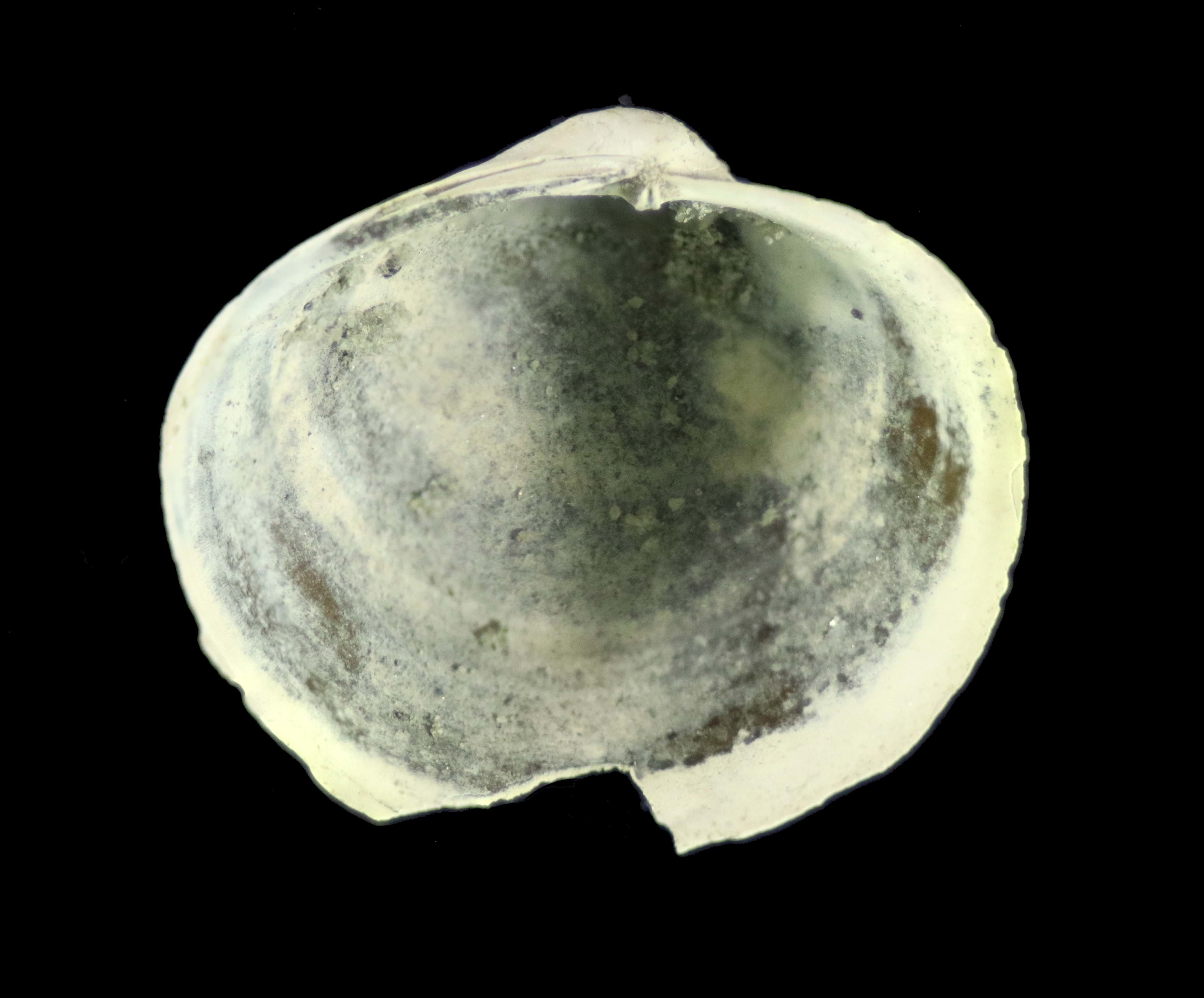 Venus Clam - Bivalves - The Fossil Forum