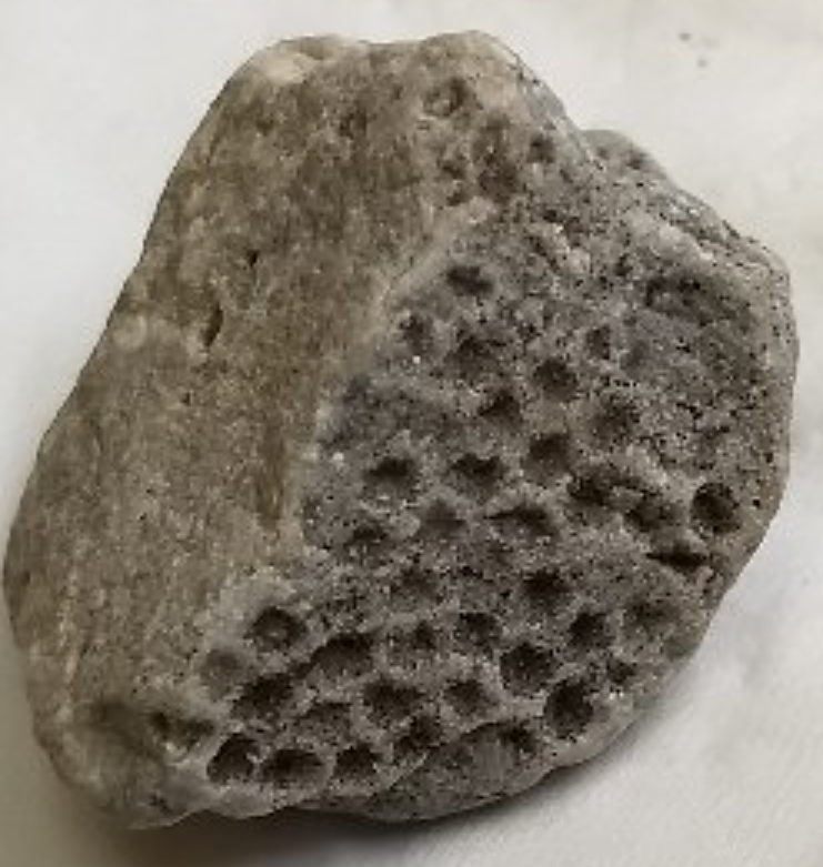 Another small coral chunk, not sure what kind. - Fossil ID - The Fossil ...