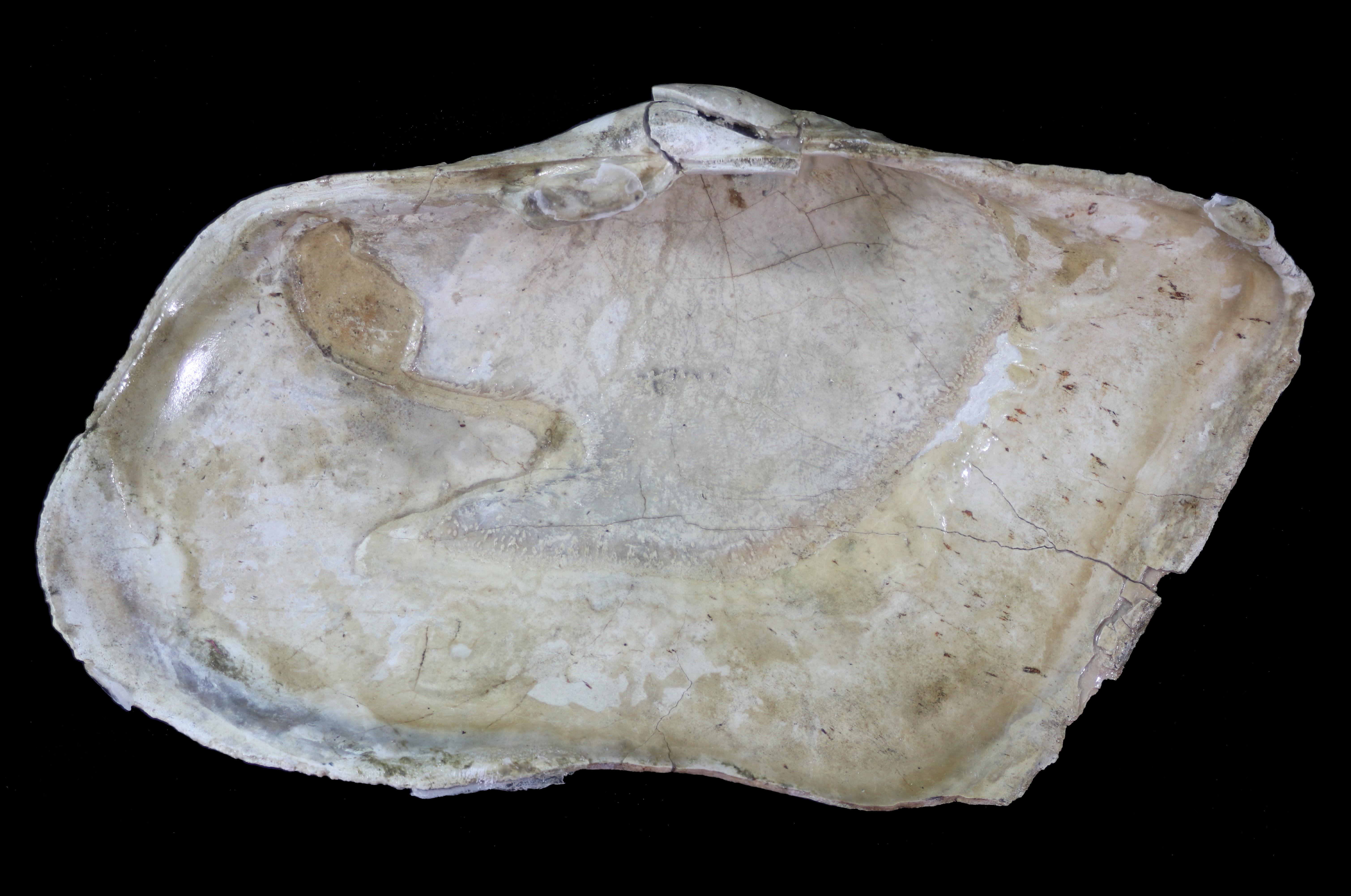 Geoduck Clam - Bivalves - The Fossil Forum
