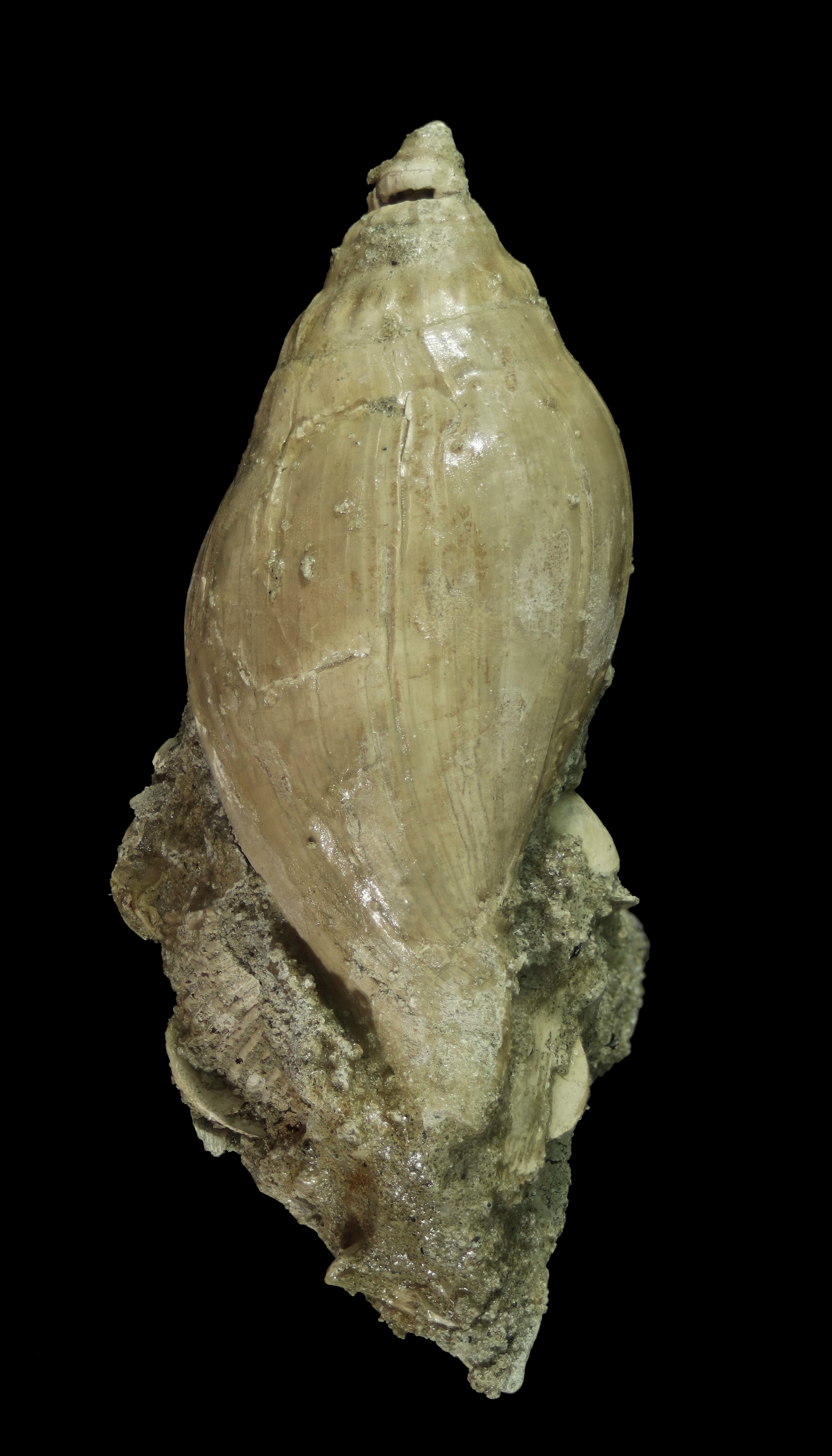 Sea Snail - Gastropods - The Fossil Forum