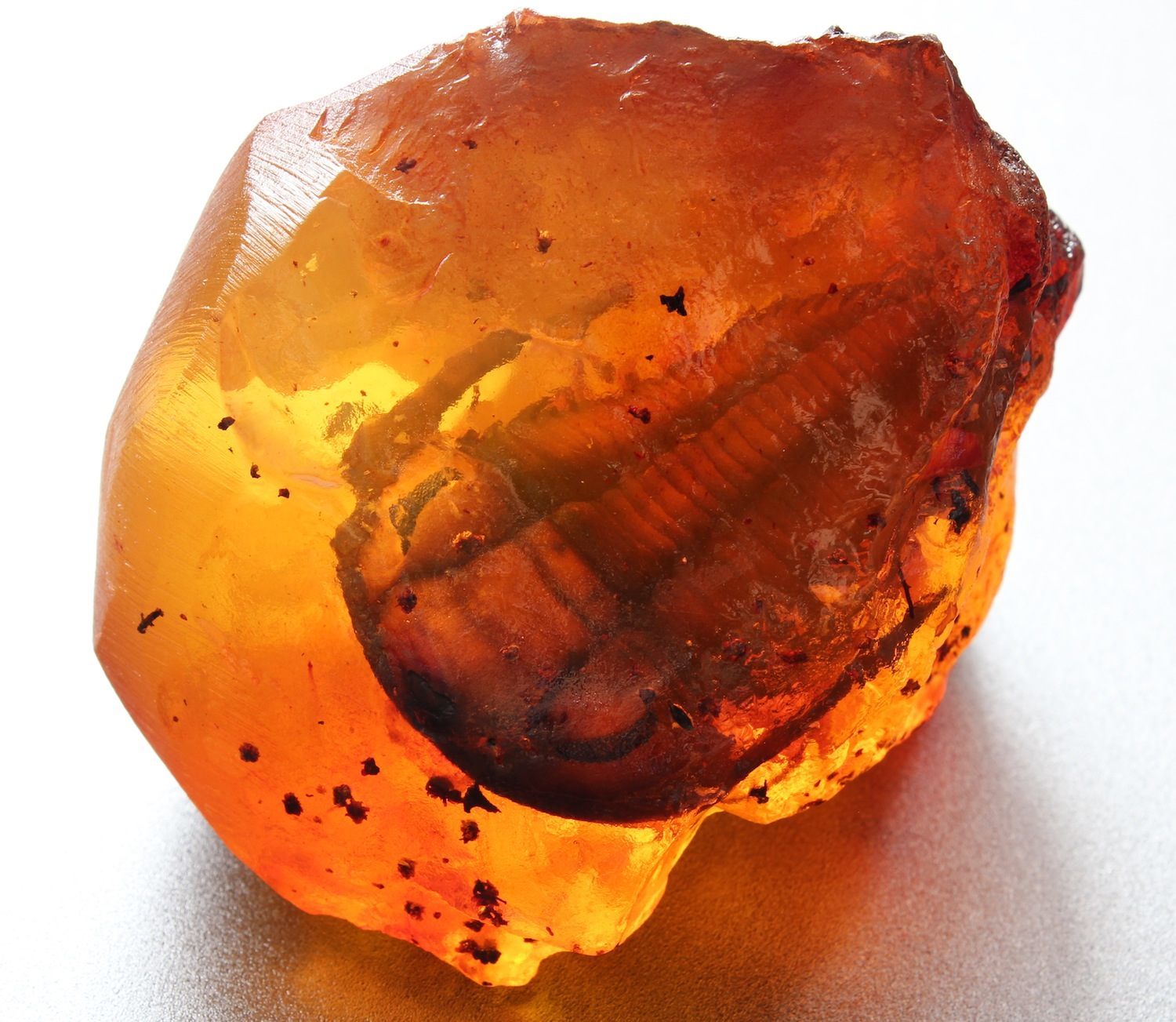 eifelian fossils - Fossil ID - The Fossil Forum