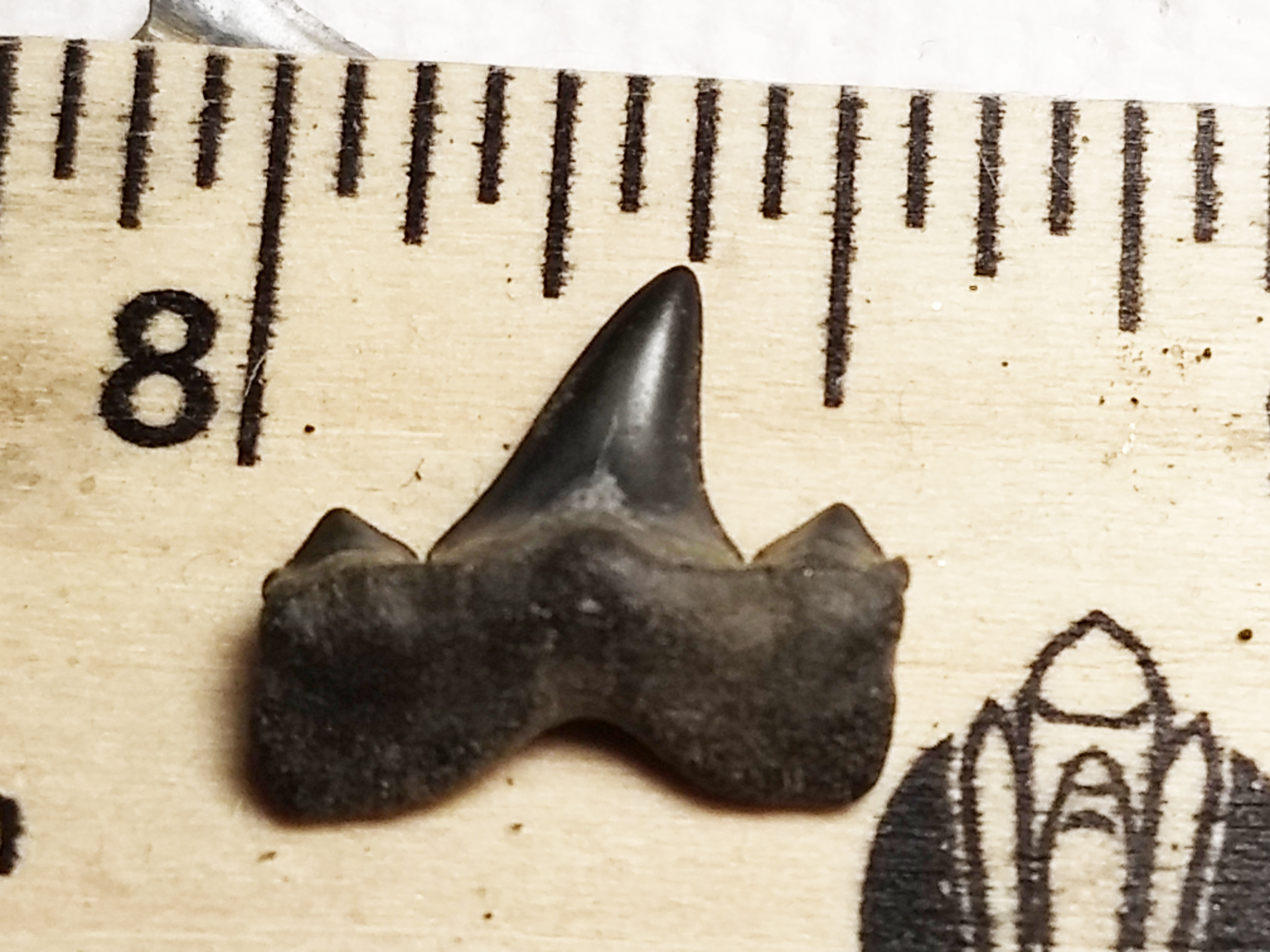 NJ shark teeth - Fossil ID - The Fossil Forum