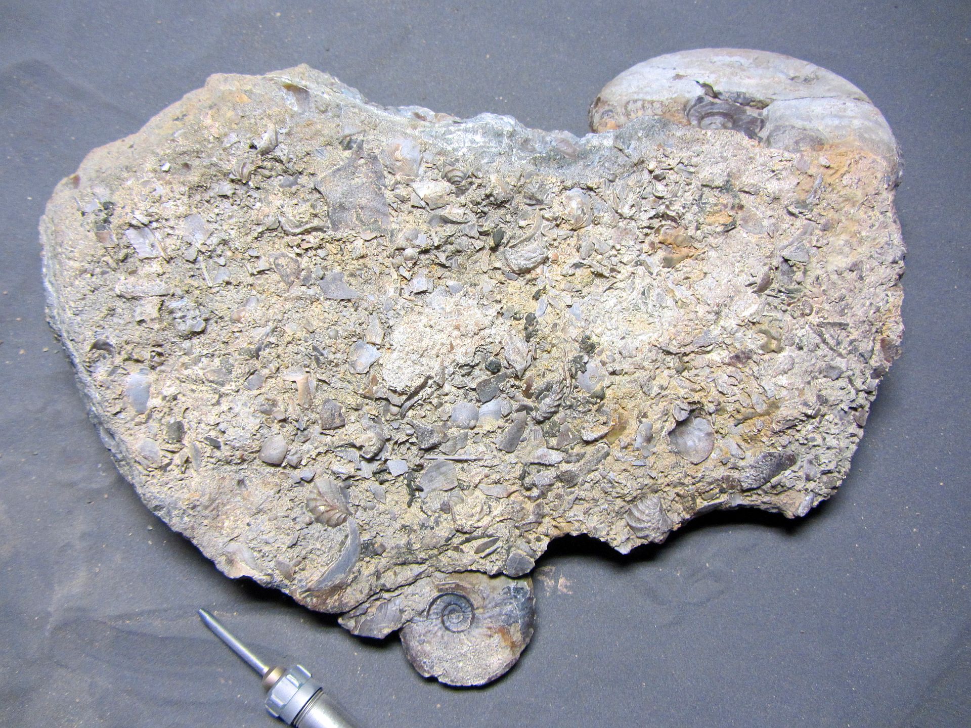 Back home again - General Discussion - The Fossil Forum