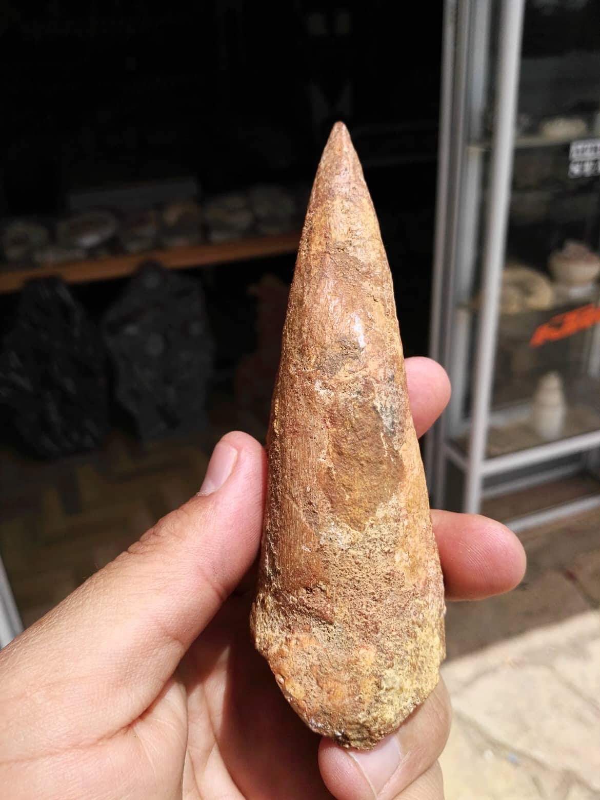Moroccan Claw - Is It Real? How to Recognize Fossil Fabrications - The ...