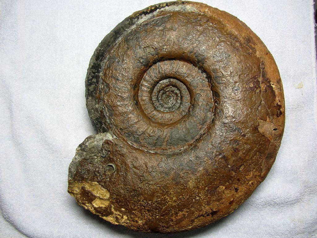 A nice addition - Member Collections - The Fossil Forum