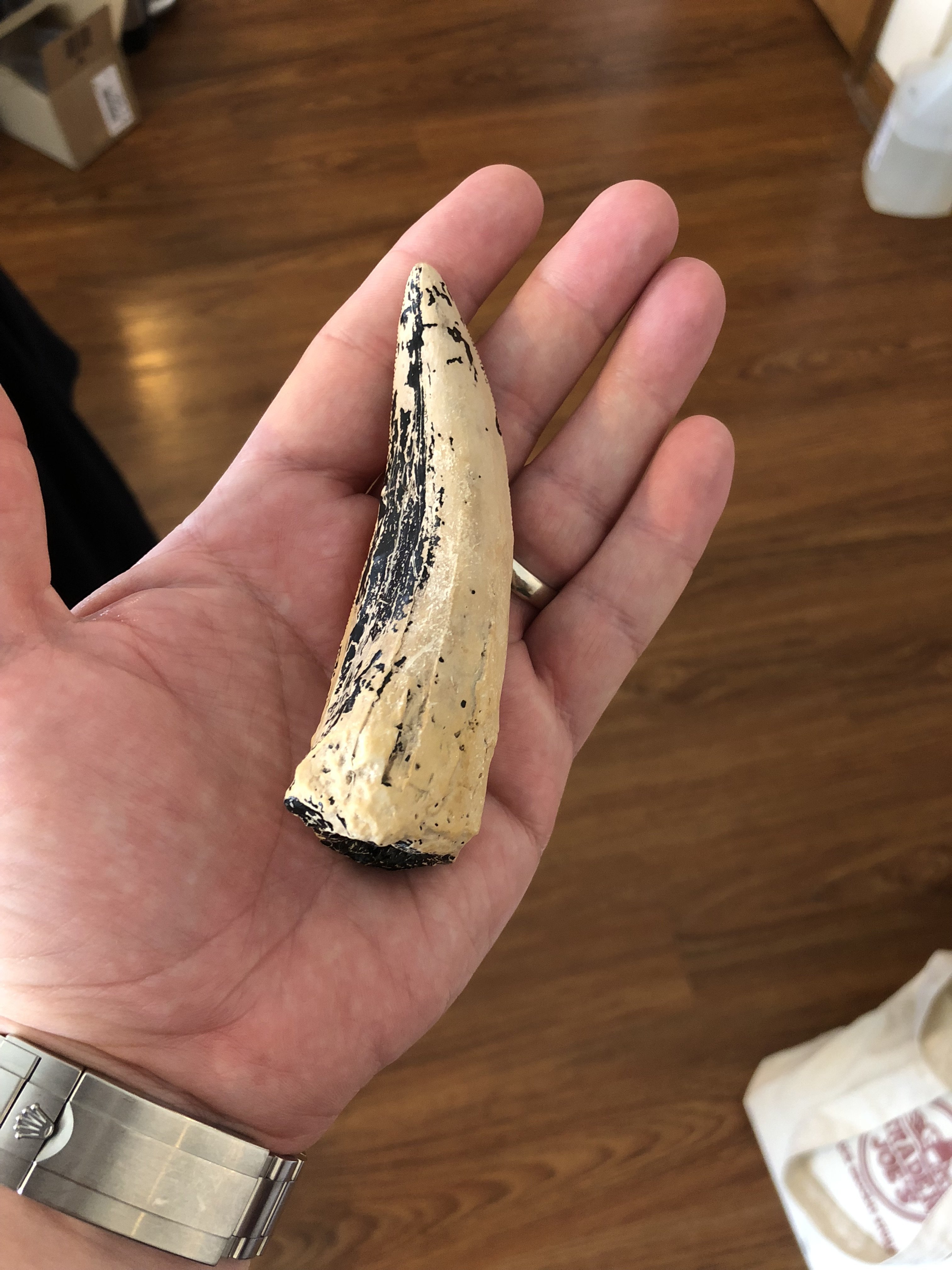 Large tooth found in Traverse Bay Michigan - Fossil ID - The Fossil Forum