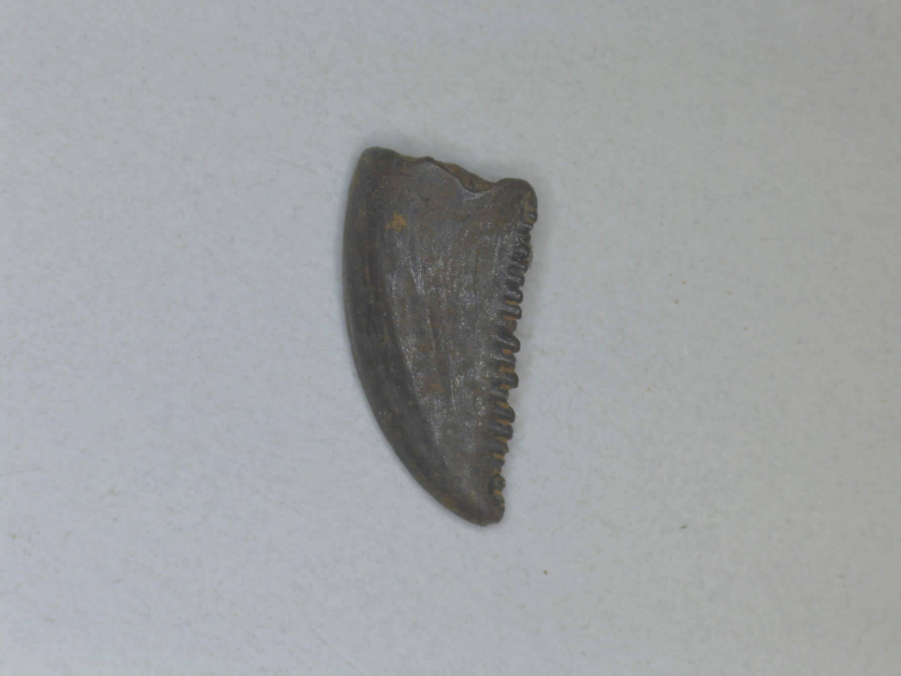 Theropod Teeth and Claw Segment - Fossil ID - The Fossil Forum