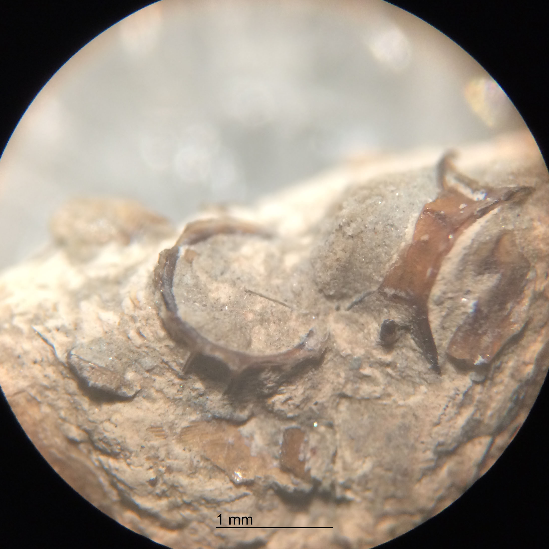 Crustacean or Fish Tail in Jurassic Coprolite - Fossil ID - The Fossil ...