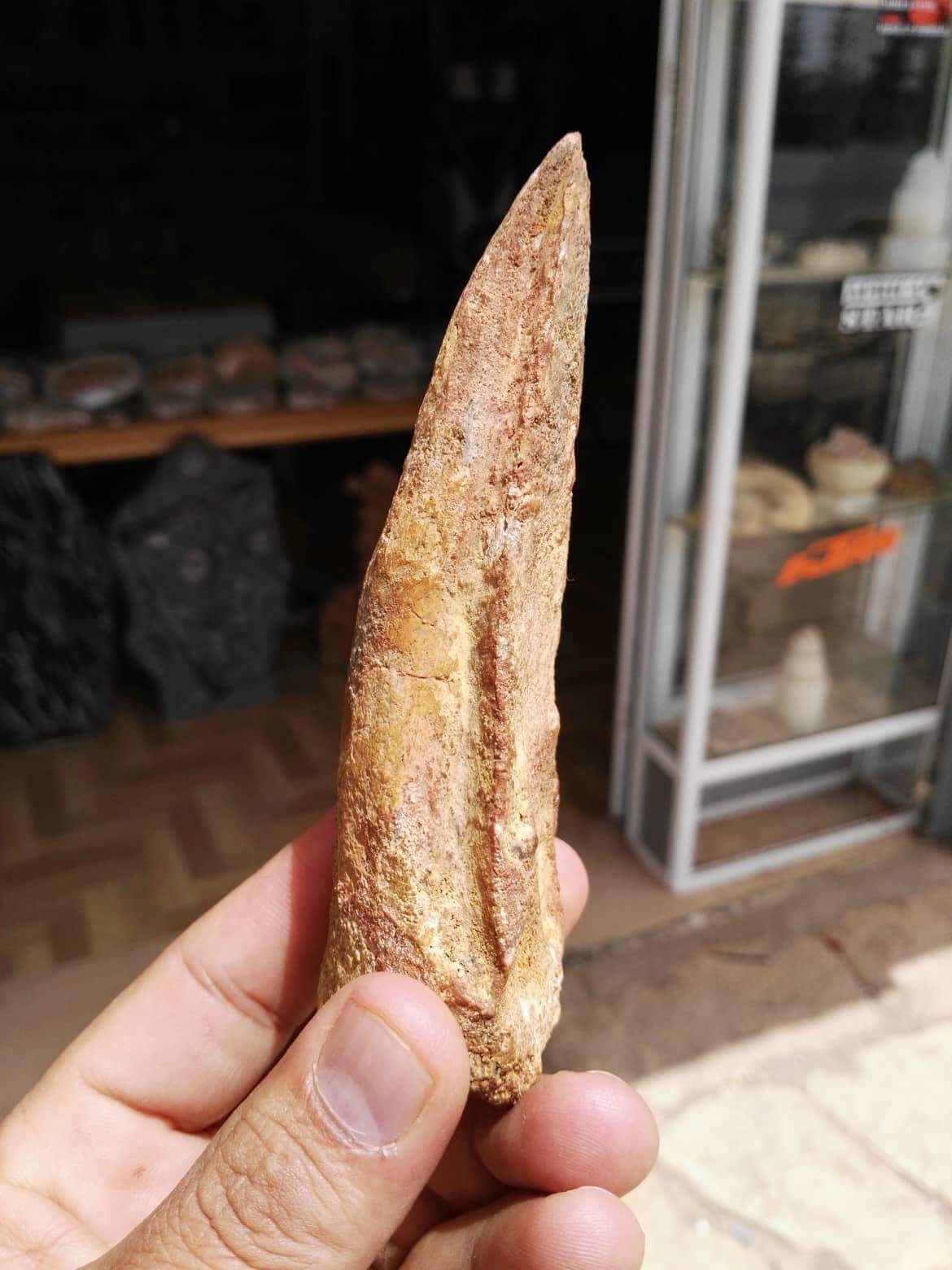 Moroccan Claw - Is It Real? How to Recognize Fossil Fabrications - The ...