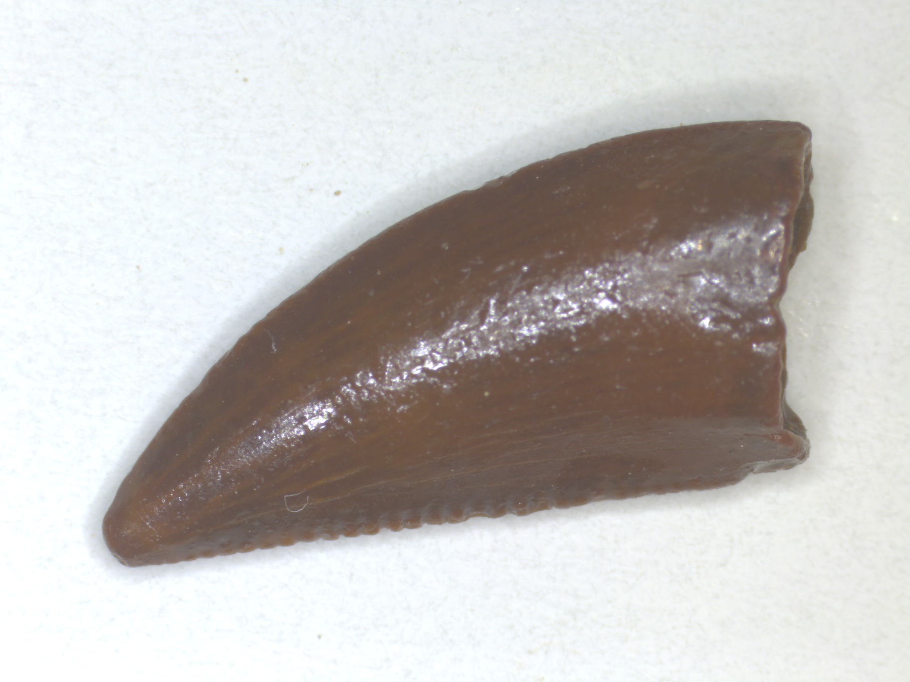 Theropod Teeth and Claw Segment - Fossil ID - The Fossil Forum