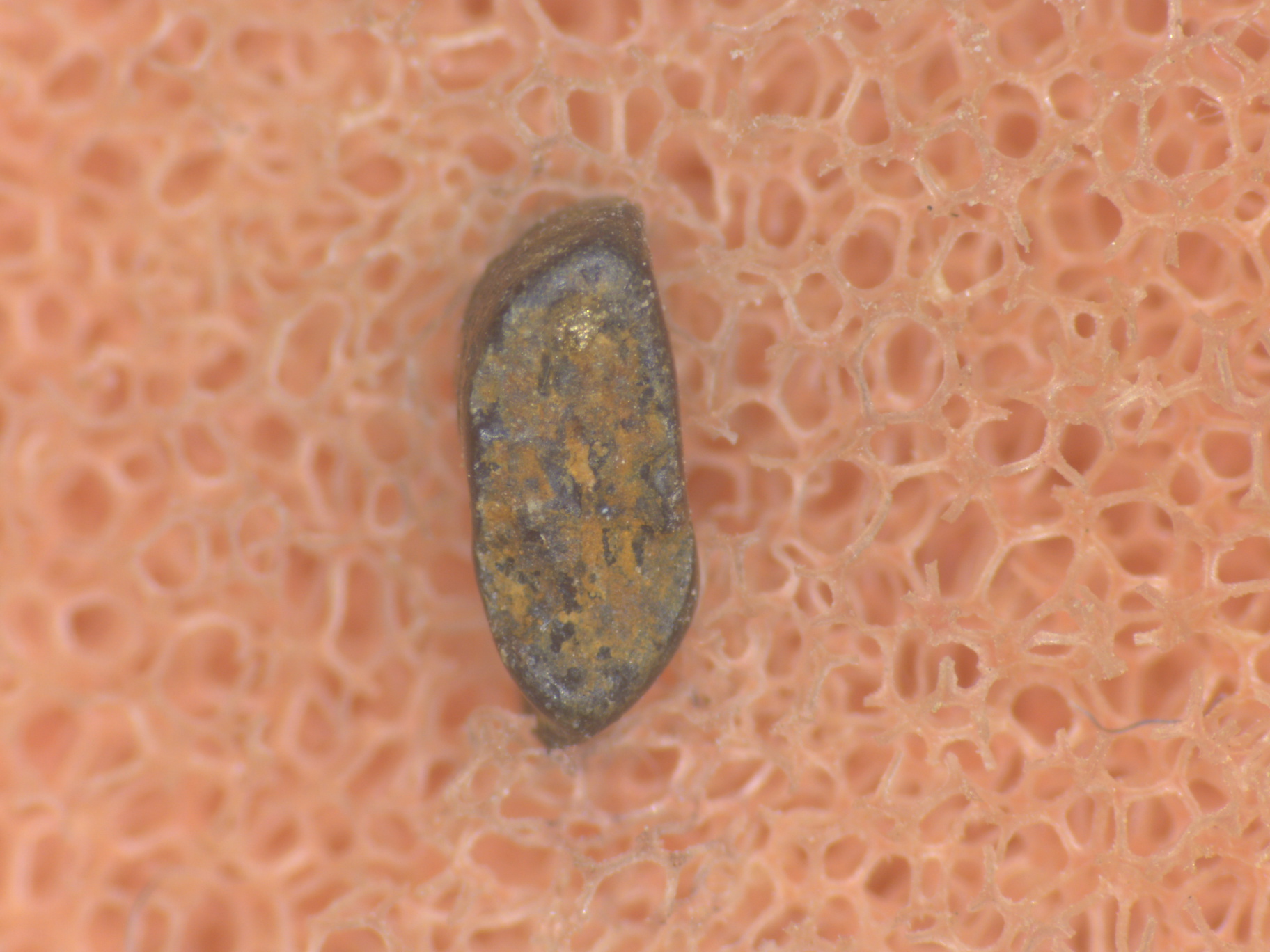 Theropod Teeth and Claw Segment - Fossil ID - The Fossil Forum