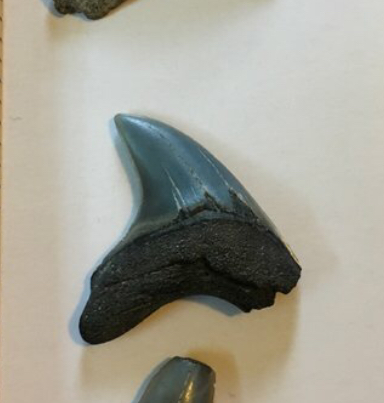 Cove Point - Fossil Hunting Trips - The Fossil Forum