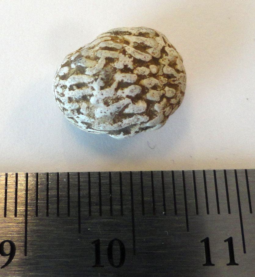 Two tiny fossils for ID - Fossil ID - The Fossil Forum