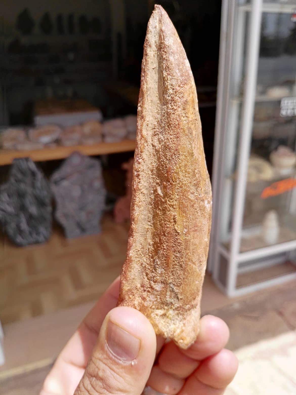 Moroccan Claw - Is It Real? How to Recognize Fossil Fabrications - The ...
