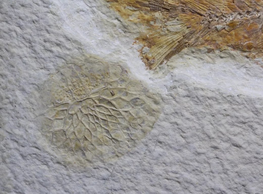Fish scale? - Fossil ID - The Fossil Forum