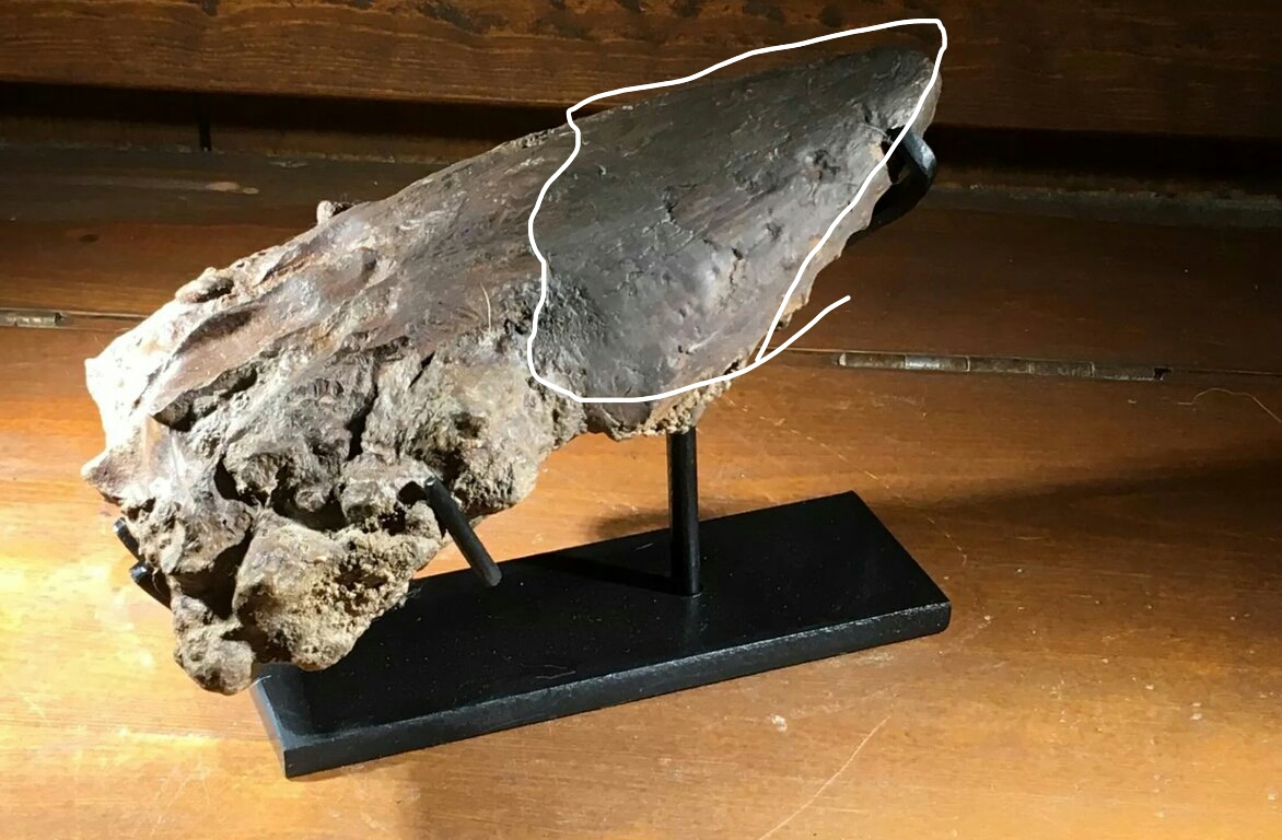 Reptilian skull cap? - Fossil ID - The Fossil Forum