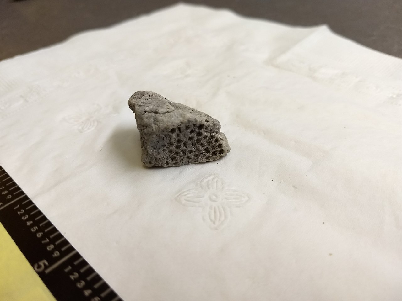 Another small coral chunk, not sure what kind. - Fossil ID - The Fossil ...