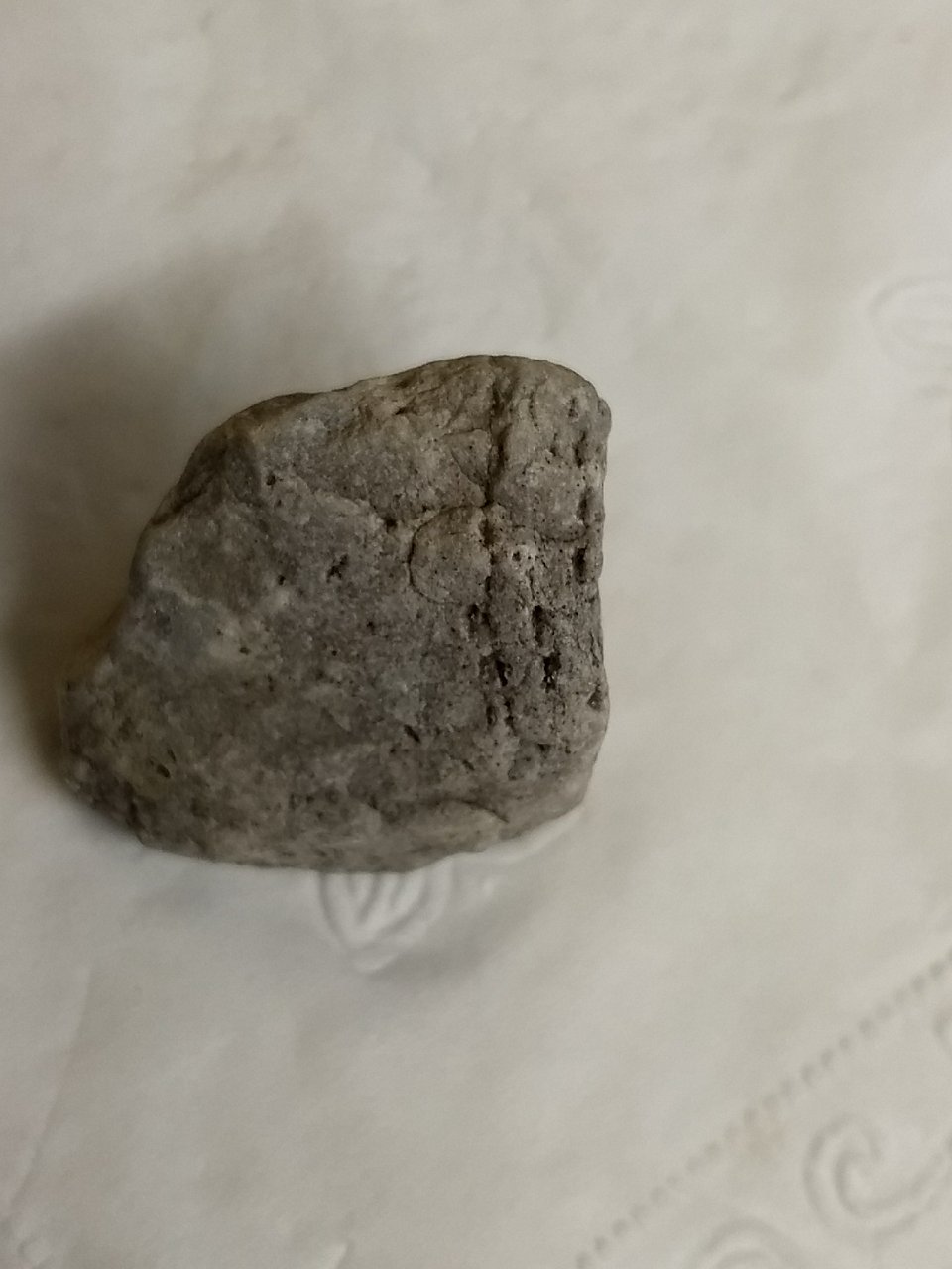 Another small coral chunk, not sure what kind. - Fossil ID - The Fossil ...