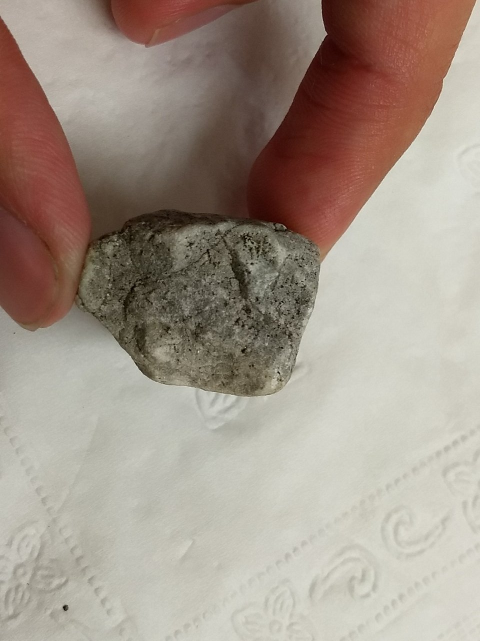 Another small coral chunk, not sure what kind. - Fossil ID - The Fossil ...