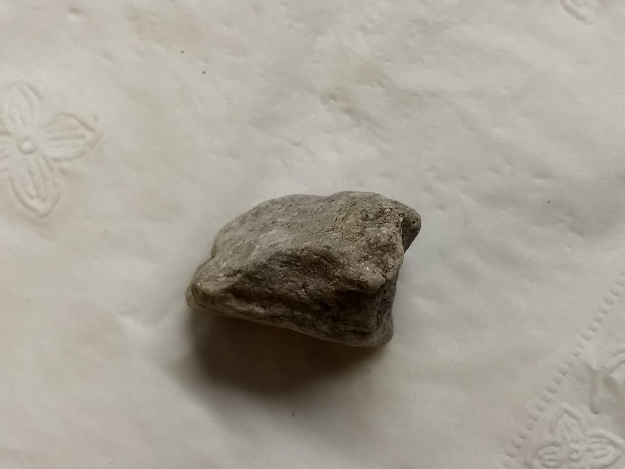 Another small coral chunk, not sure what kind. - Fossil ID - The Fossil ...