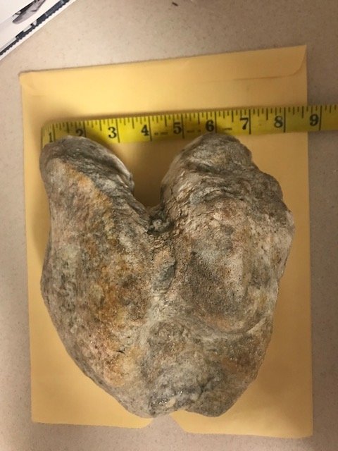 Long Bone ID - Fossil ID - The Fossil Forum