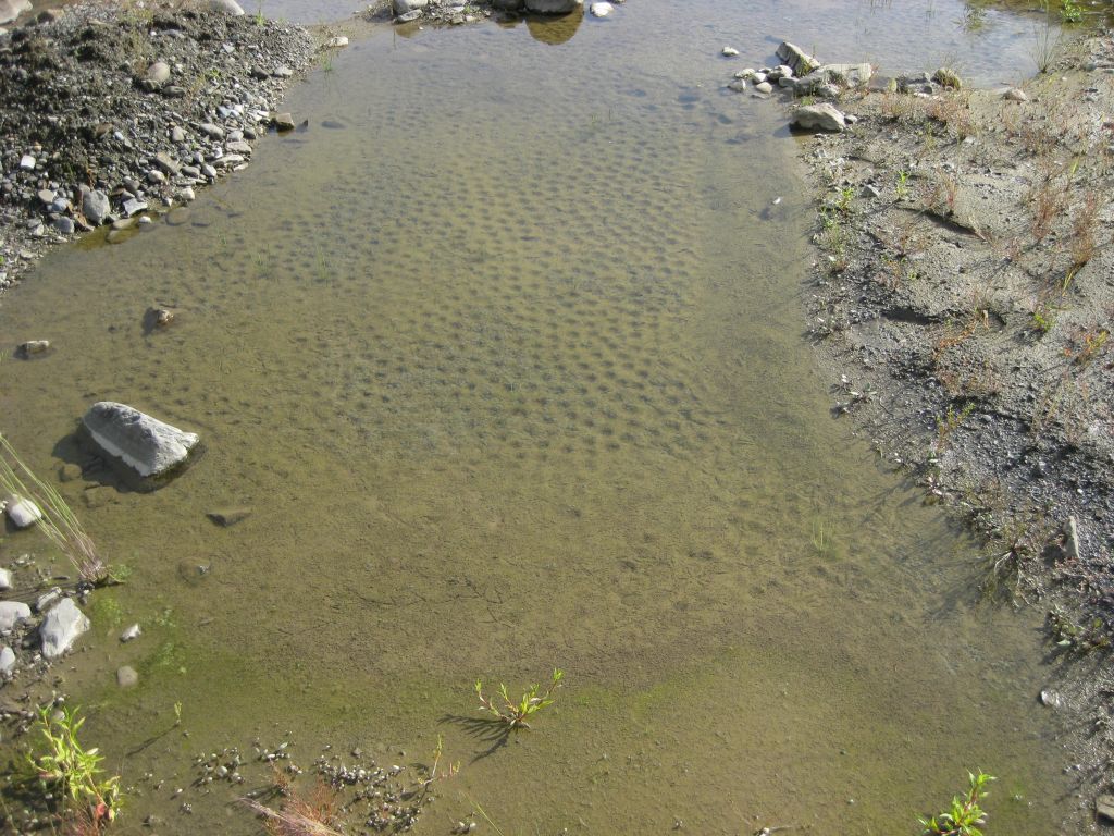 Tadpole trace ? - Fossil ID - The Fossil Forum