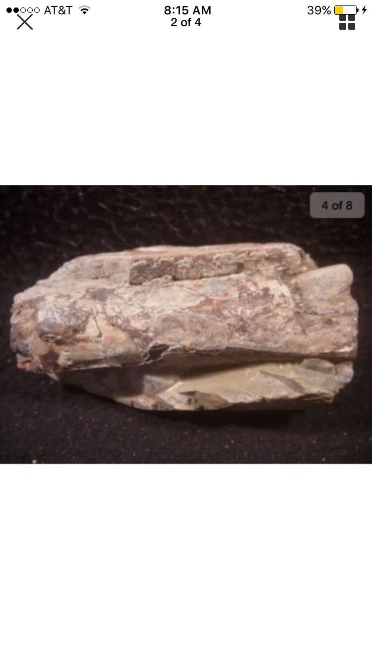 Bone type/What r these? Hollow bone filled with bone? Marrow? - Fossil ...
