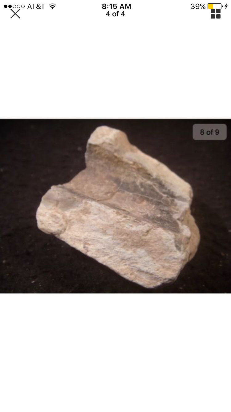 Bone type/What r these? Hollow bone filled with bone? Marrow? - Fossil ...