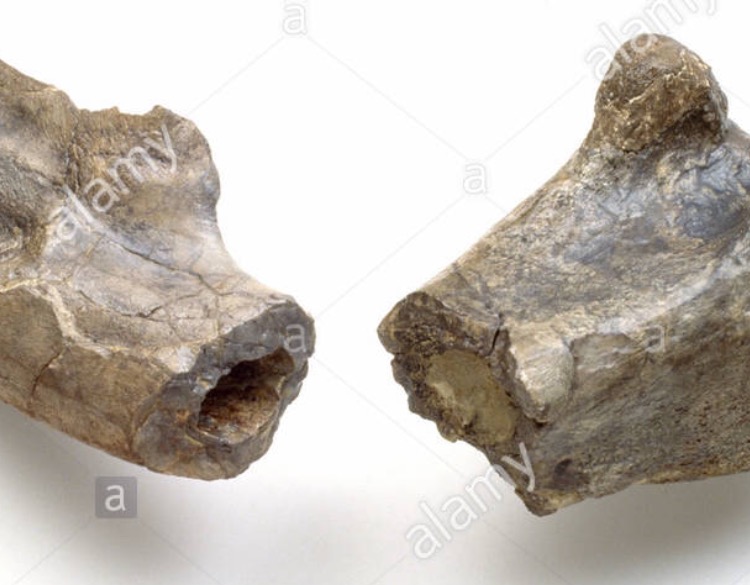 Bone type/What r these? Hollow bone filled with bone? Marrow? - Fossil ...