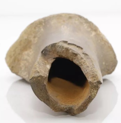 Bone type/What r these? Hollow bone filled with bone? Marrow? - Fossil ...