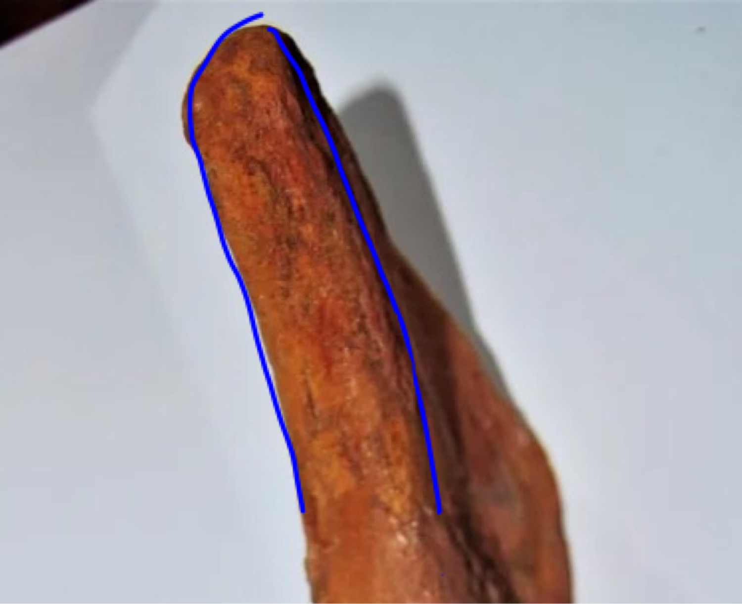 Spinosaurus sail? - Fossil ID - The Fossil Forum