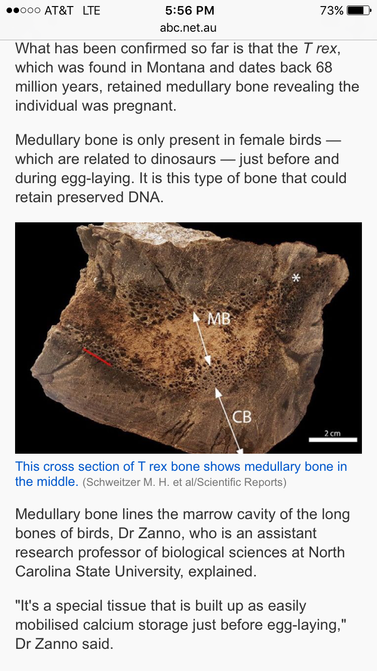 Tyrannosaurus fibula? - Fossil ID - The Fossil Forum