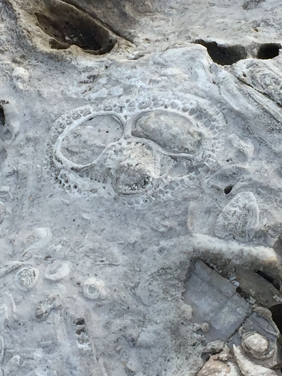 What's this? - Fossil ID - The Fossil Forum