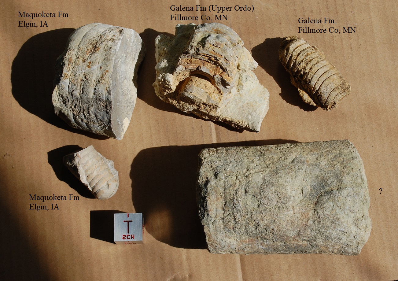 Iowa/Minnesota Orthocones (Ordovician) - Member Collections - The ...