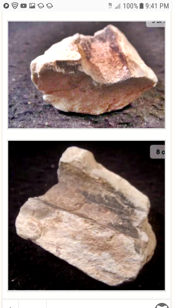 Bone type/What r these? Hollow bone filled with bone? Marrow? - Fossil ...