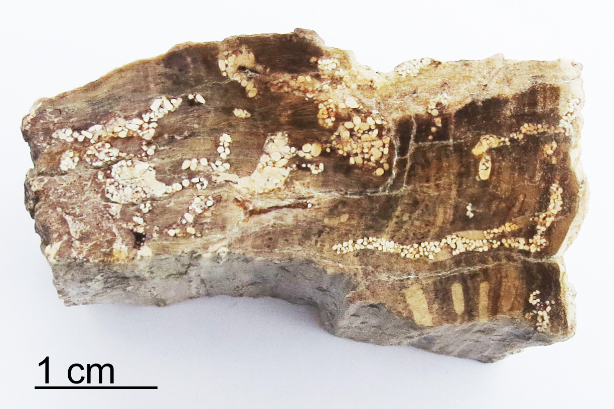 Coprolite Identification - Fossil ID - The Fossil Forum
