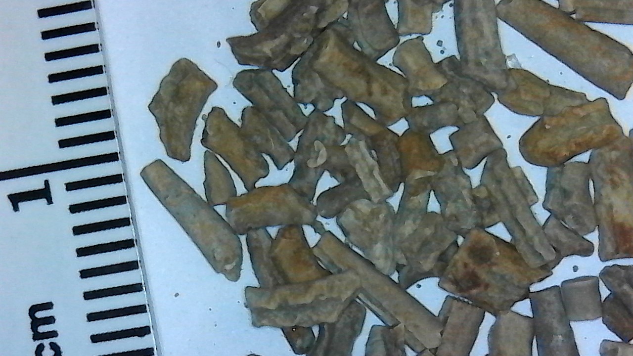 Crinoid material? - Fossil ID - The Fossil Forum