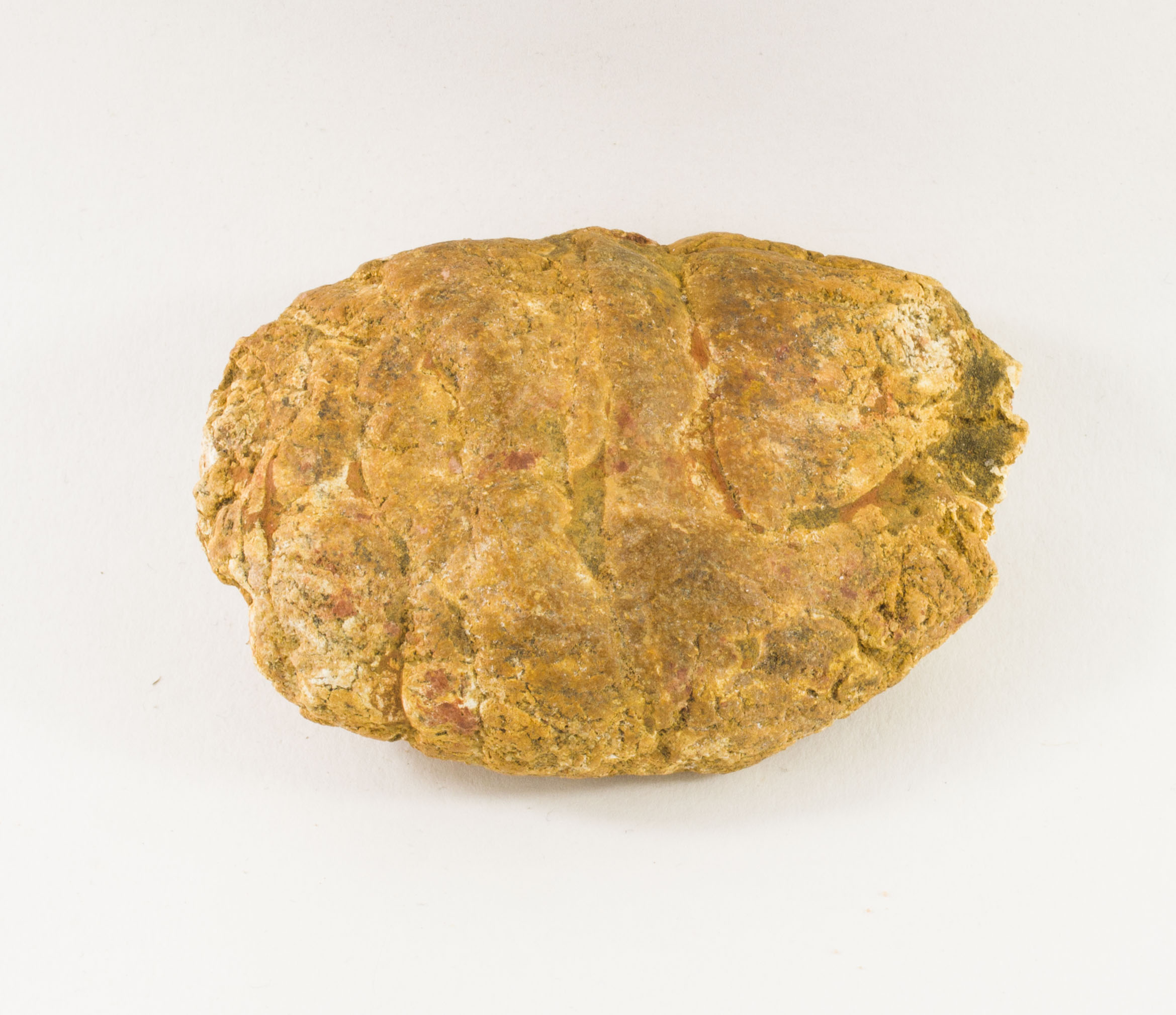 Coprolite from Sahara - Is It Real? How to Recognize Fossil ...